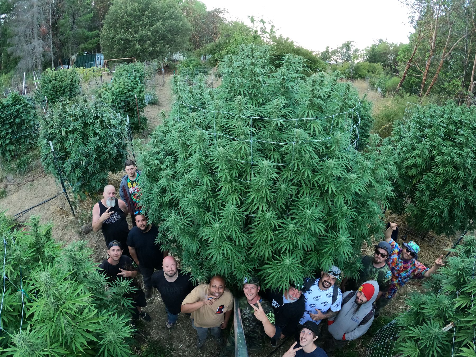 Mendo Dope Farms - How To Grow Class