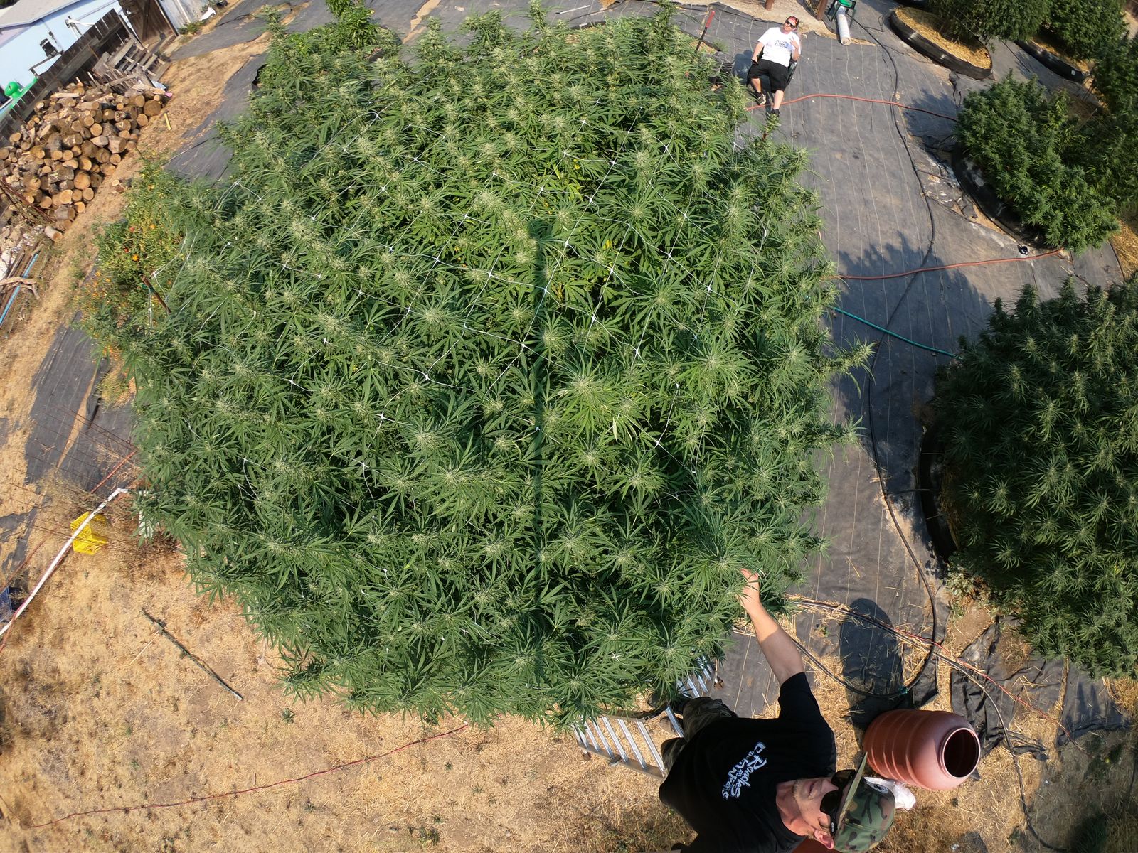 Mendo Dope Farms - How To Grow Class