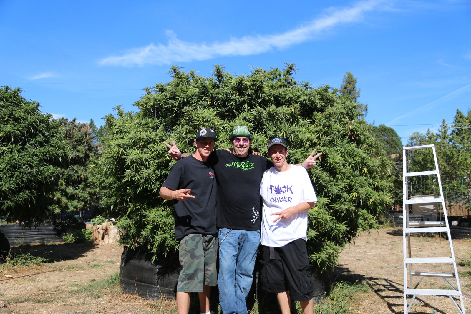 Mendo Dope Farms - How To Grow Class