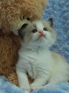 Ragtown Cattery - Ragdoll Cats, Ragdoll Kitten Breeder - Southwestern ...
