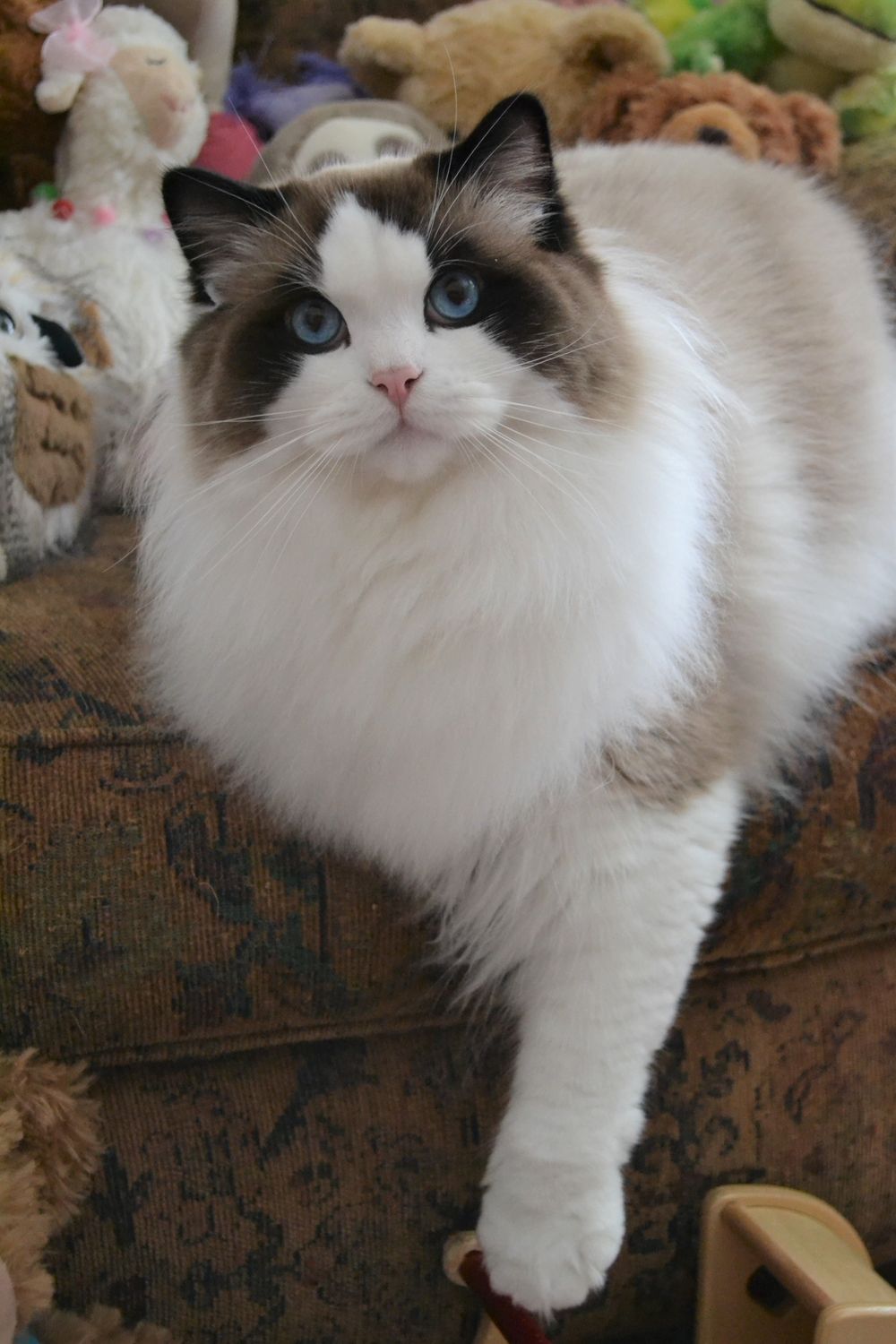Ragtown Cattery - Ragdoll Cats, Ragdoll Kitten Breeder - Southwestern ...