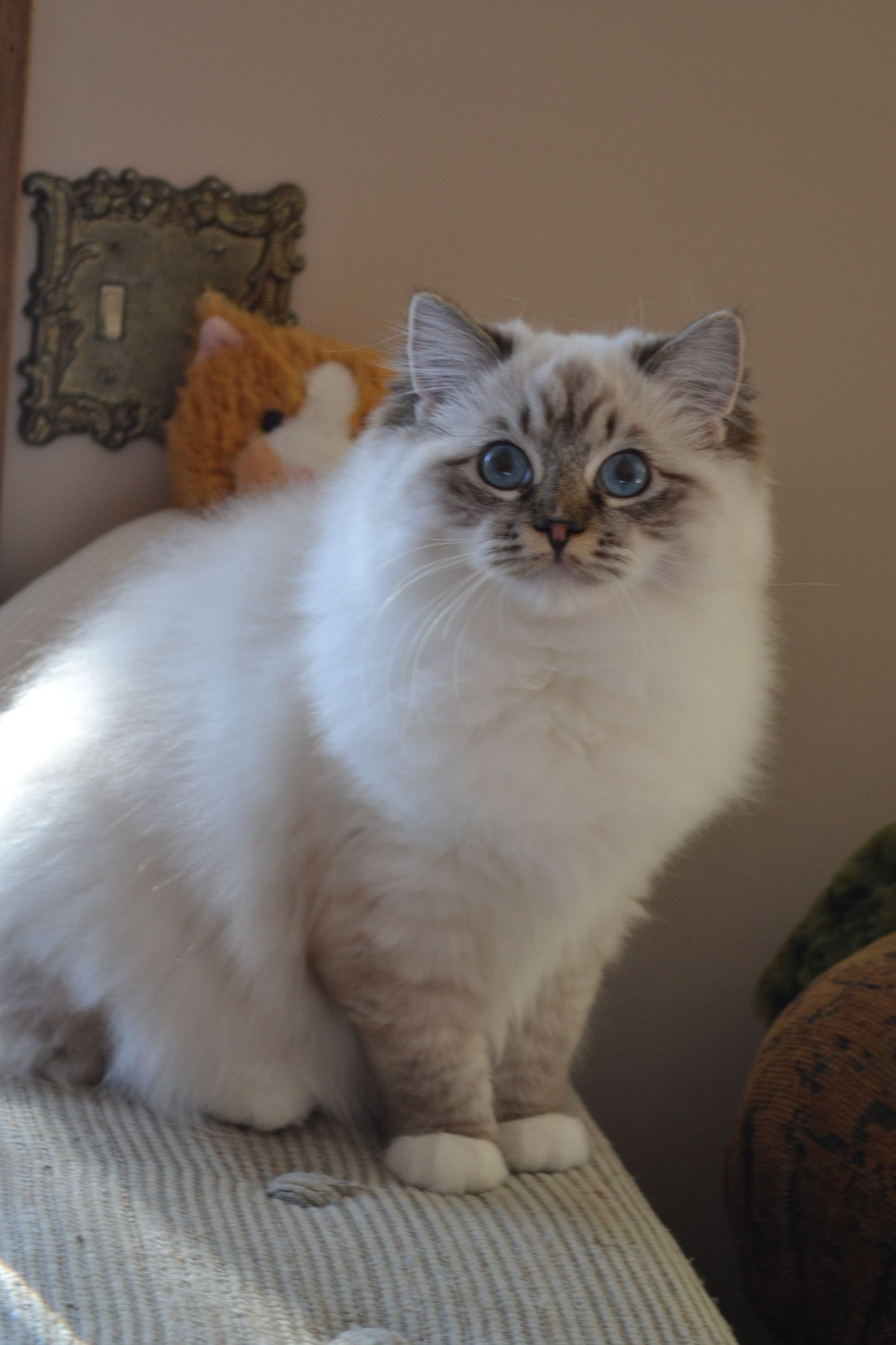 Ragtown Cattery - Ragdoll Cats, Ragdoll Kitten Breeder - Southwestern ...