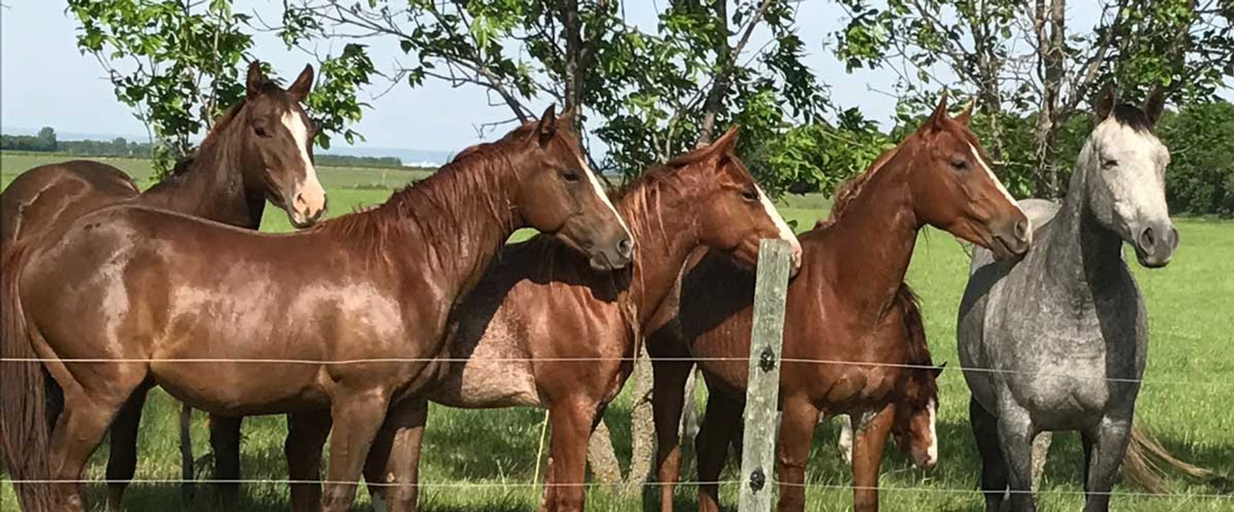 ROCKING R RANCH - Purchasing/Transportation