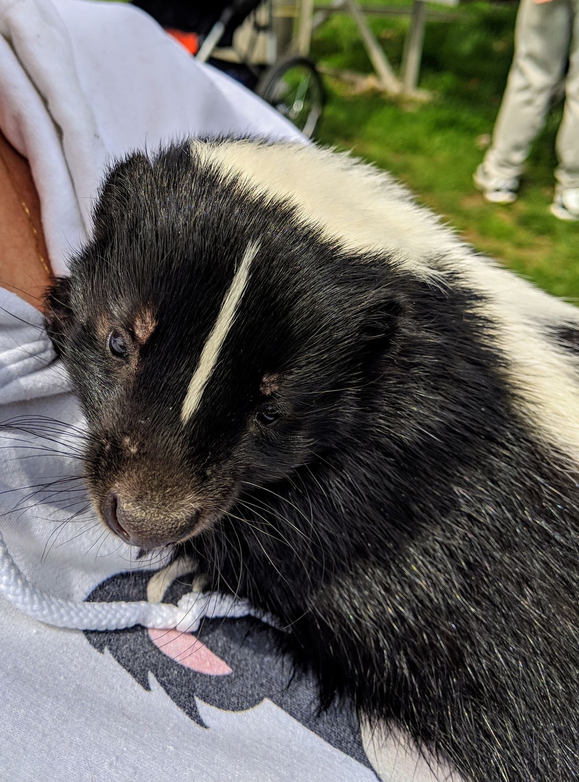 Indiana Skunk Rescue - Is A Pet Skunk For You?