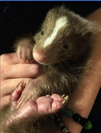 Indiana Skunk Rescue - Is A Pet Skunk For You?