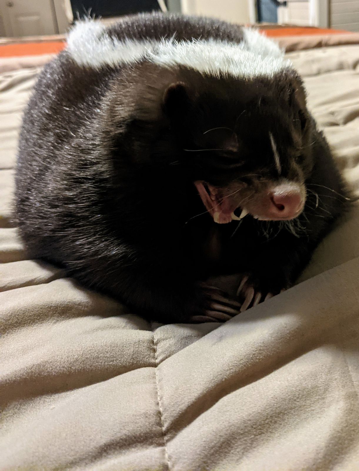 Indiana Skunk Rescue - Is A Pet Skunk For You?