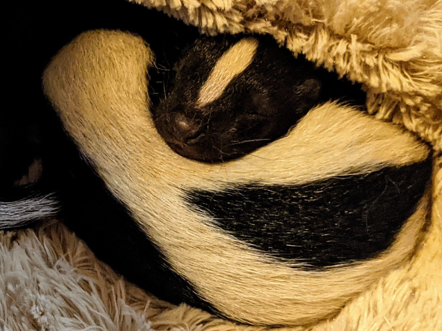 Indiana Skunk Rescue - Wild Skunks