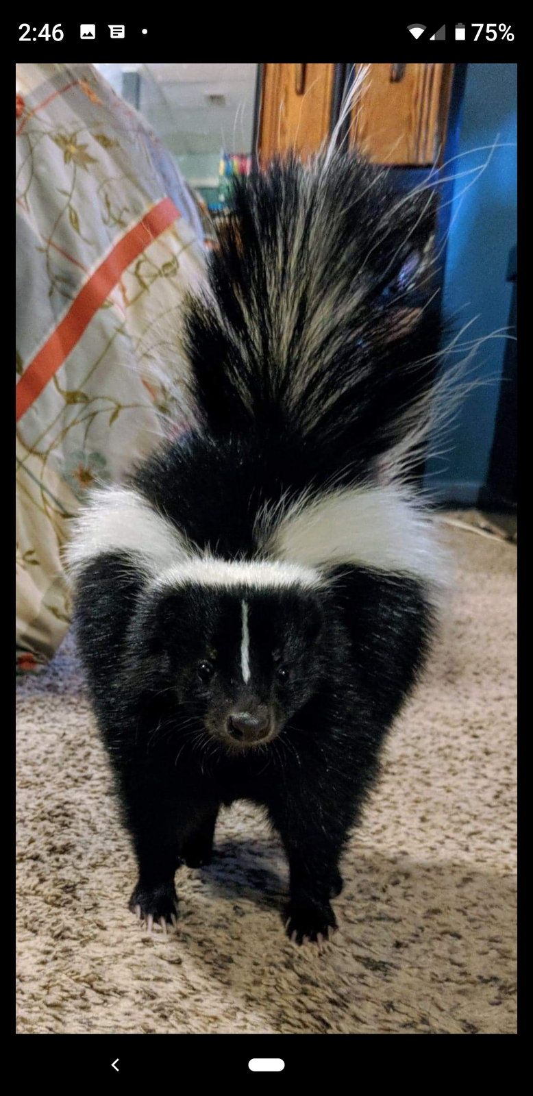 Indiana Skunk Rescue - Is A Pet Skunk For You?