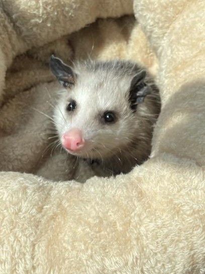 Indiana Skunk Rescue - Wild Skunks