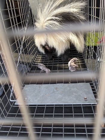 Indiana Skunk Rescue - Wild Skunks