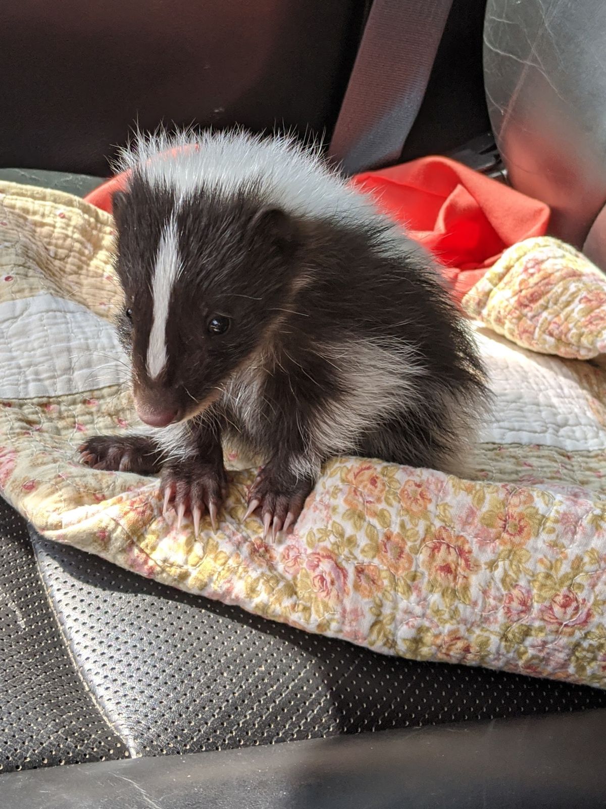 Indiana Skunk Rescue - Is A Pet Skunk For You?