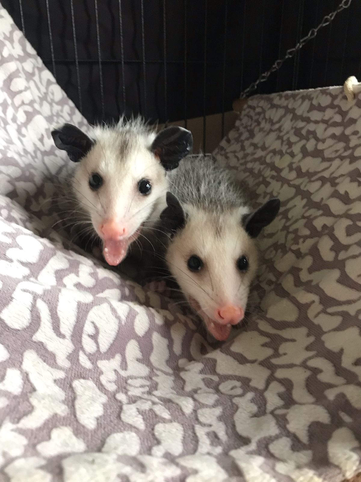 Indiana Skunk Rescue - Wild Skunks