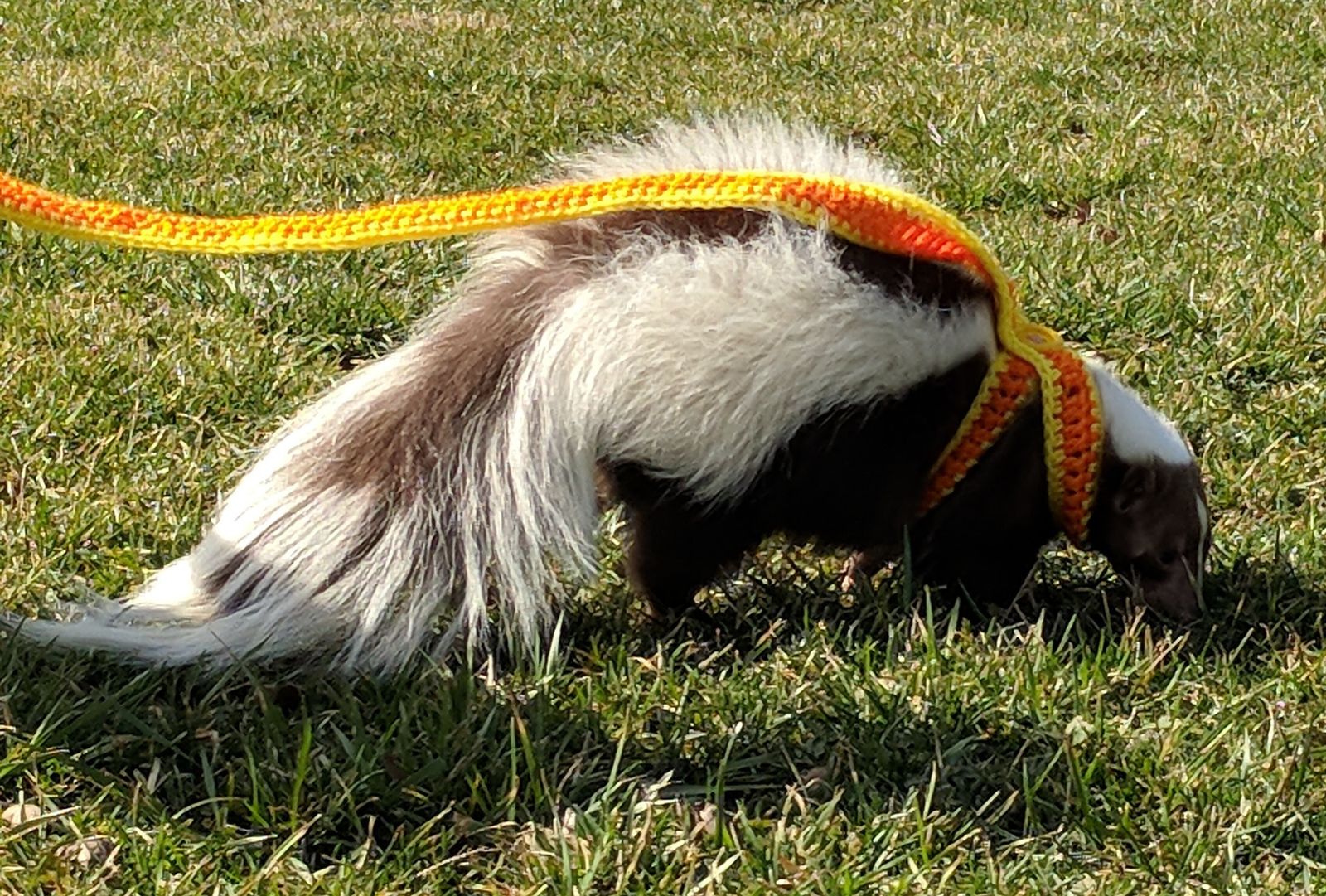Indiana Skunk Rescue - Our Skunk Photos