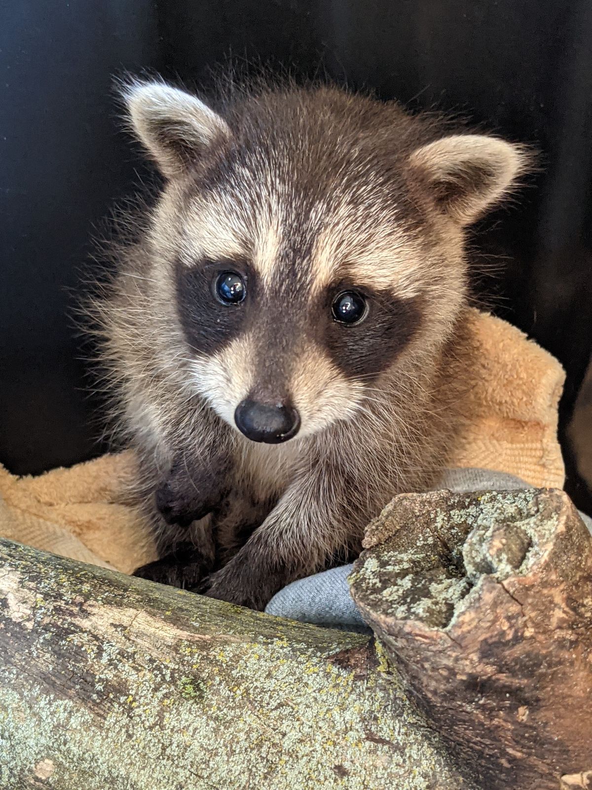 Indiana Skunk Rescue - Wild Skunks