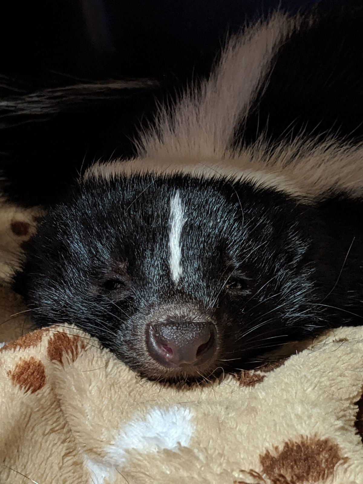 Indiana Skunk Rescue - Is A Pet Skunk For You?