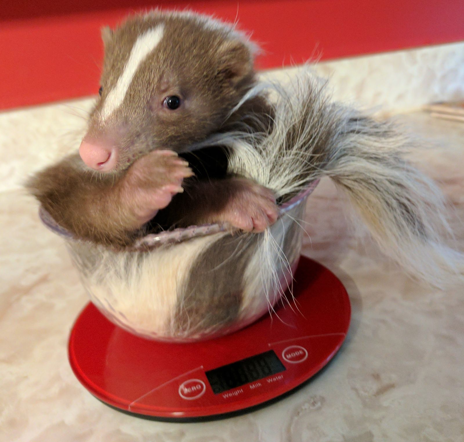 Indiana Skunk Rescue - Our Skunk Photos