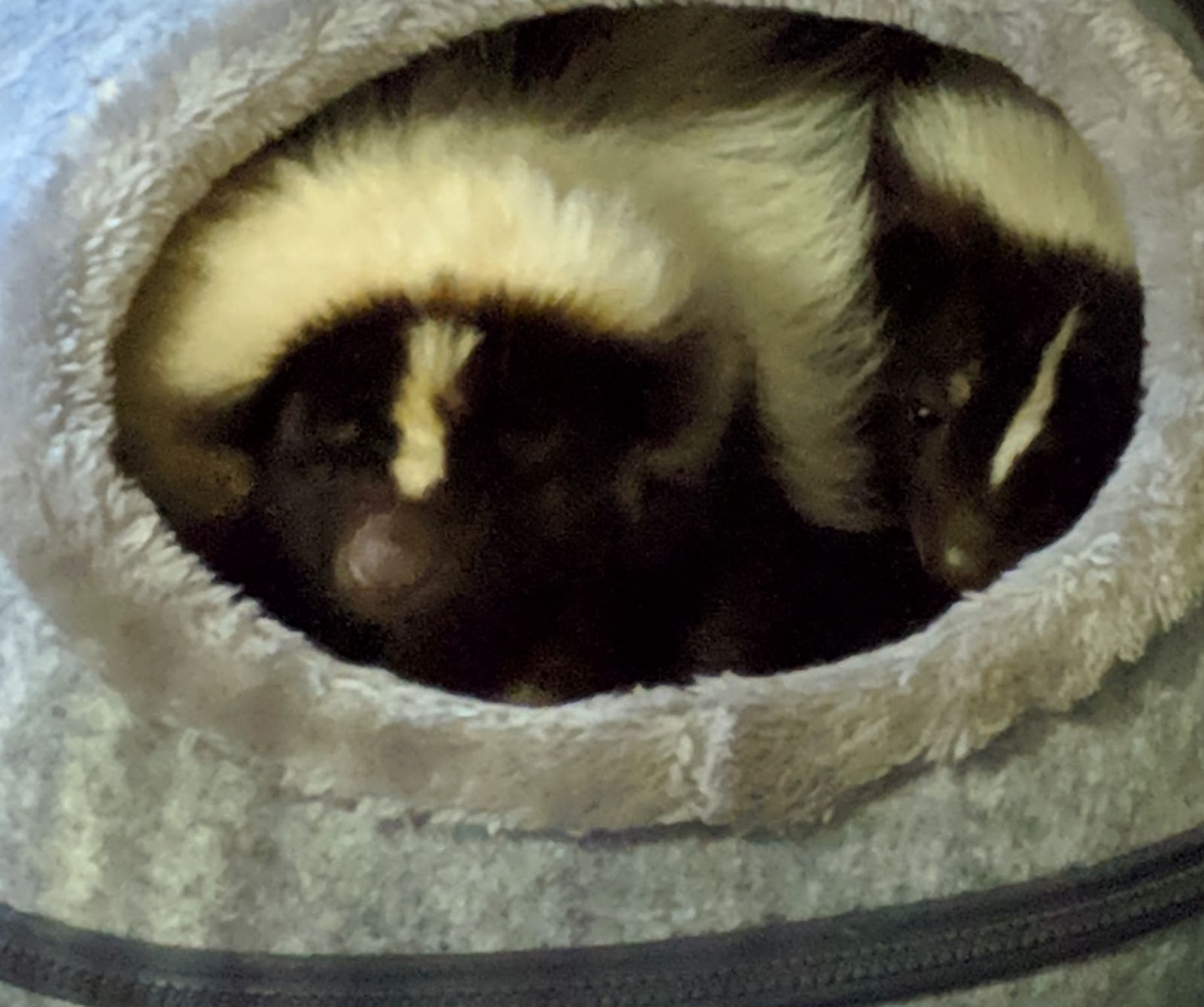Indiana Skunk Rescue - Is A Pet Skunk For You?