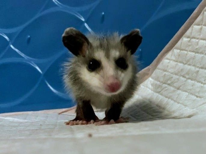 Indiana Skunk Rescue - Wild Skunks