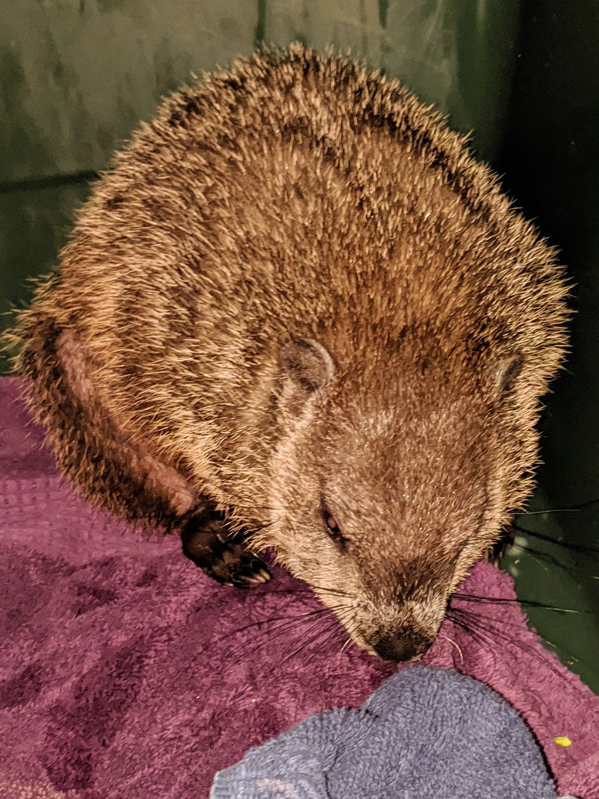 Indiana Skunk Rescue - Wild Skunks