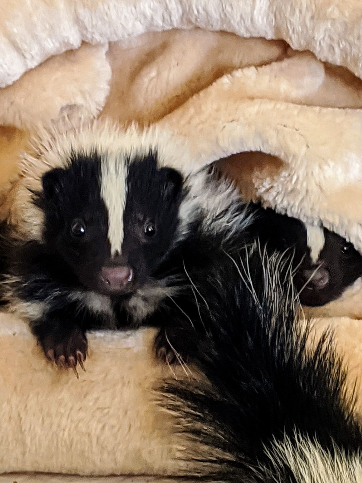 Indiana Skunk Rescue - Wild Skunks