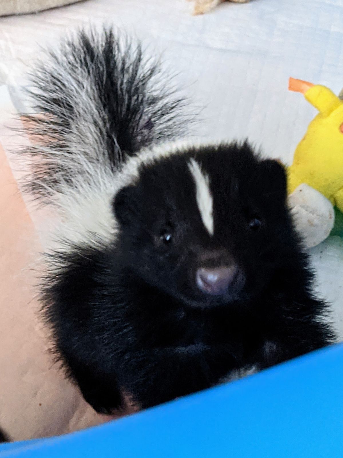 Indiana Skunk Rescue - Wild Skunks