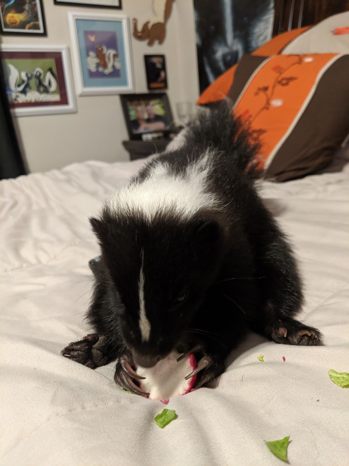 Indiana Skunk Rescue - Is A Pet Skunk For You?