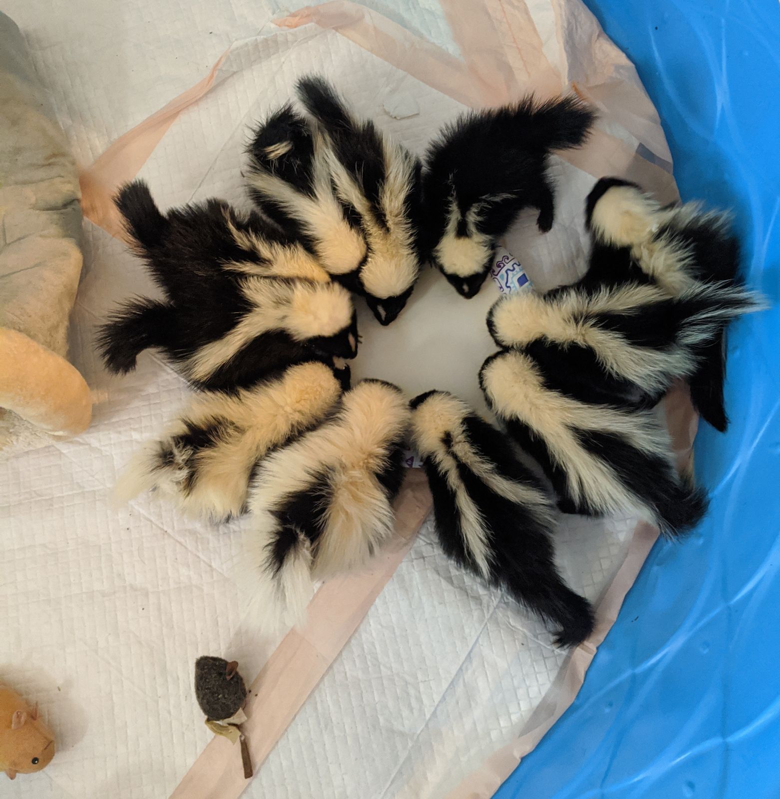 Indiana Skunk Rescue - Wild Skunks