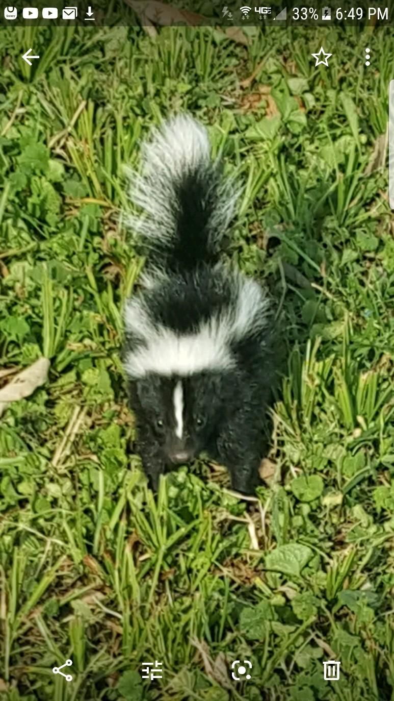 Indiana Skunk Rescue - Wild Skunks