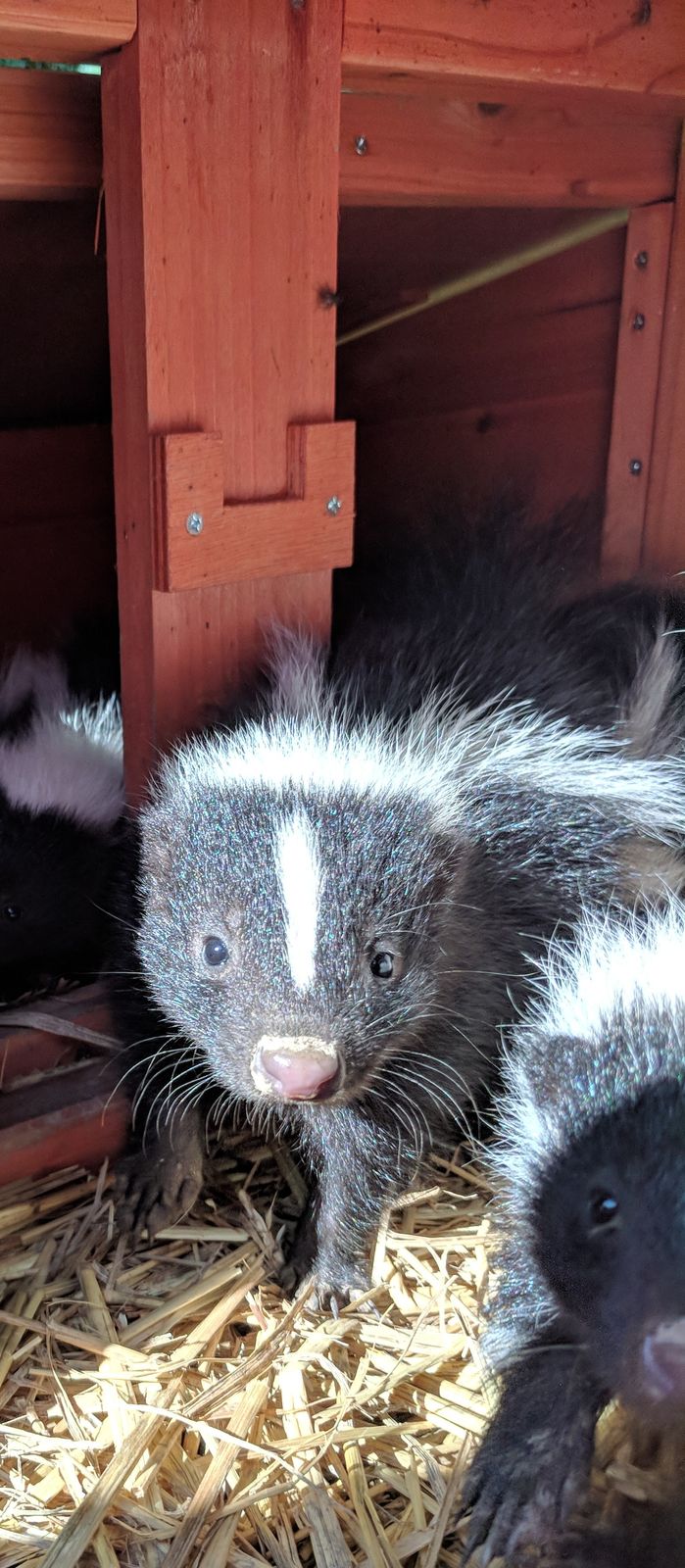 Indiana Skunk Rescue - Wild Skunks