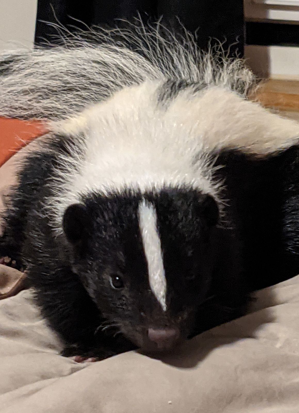 Indiana Skunk Rescue - Personalities of skunks, READ before you get a ...