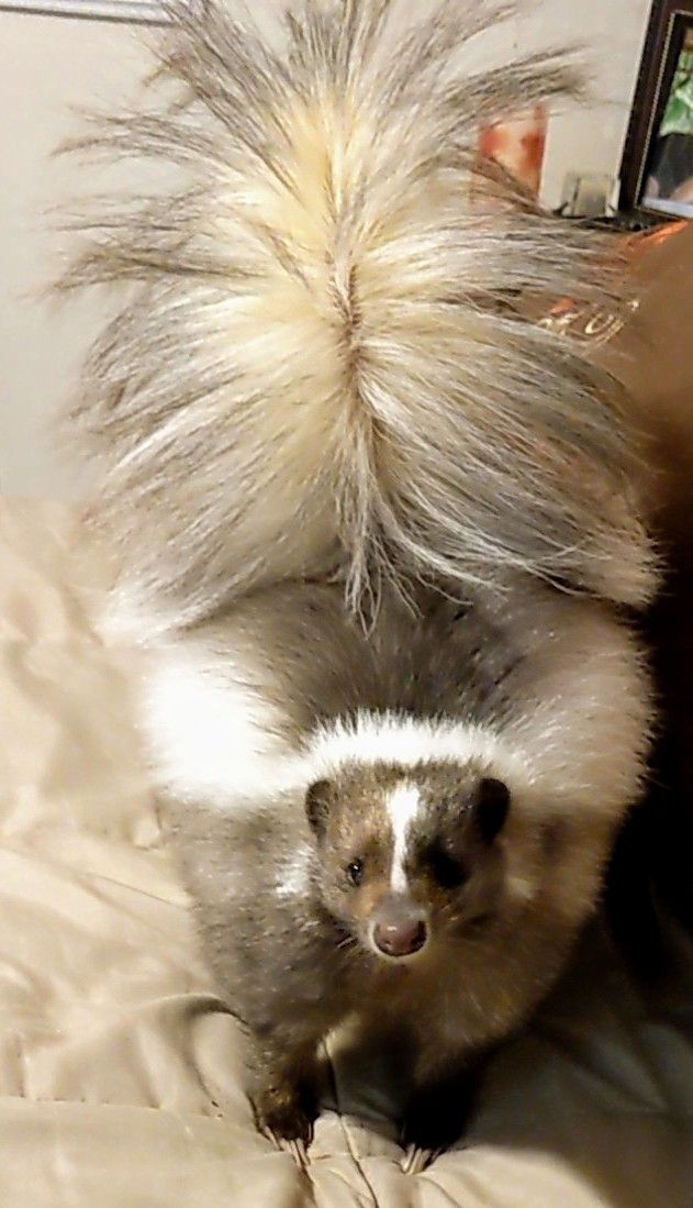 Indiana Skunk Rescue - Is A Pet Skunk For You?