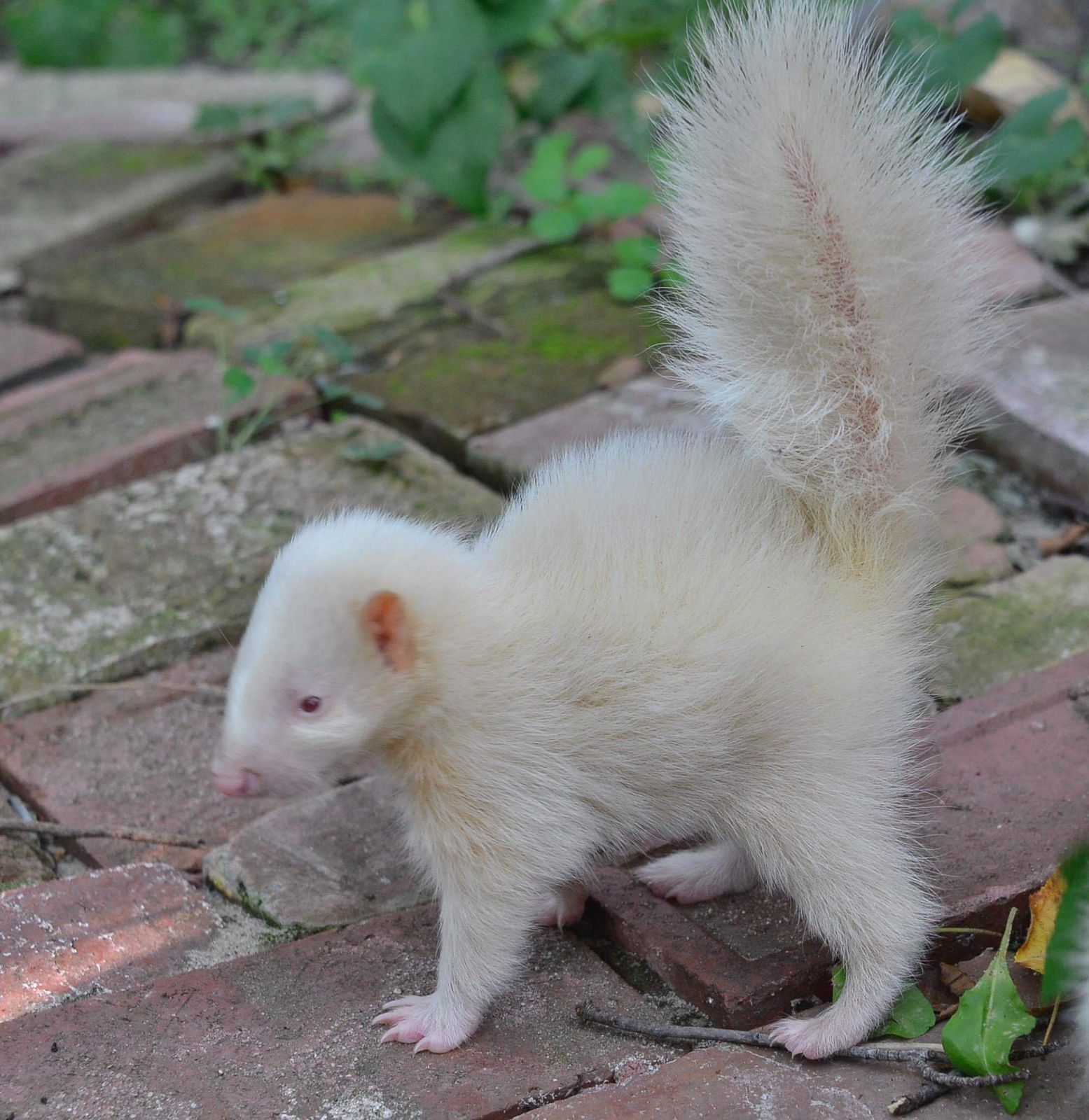 Indiana Skunk Rescue - New Skunk Owner Information