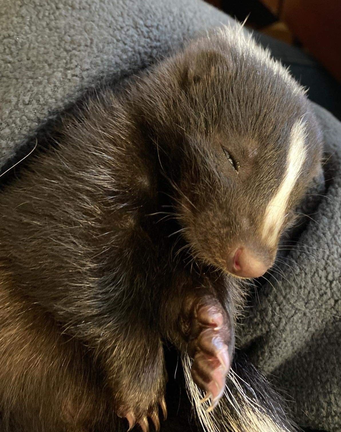 Indiana Skunk Rescue - New Skunk Owner Information