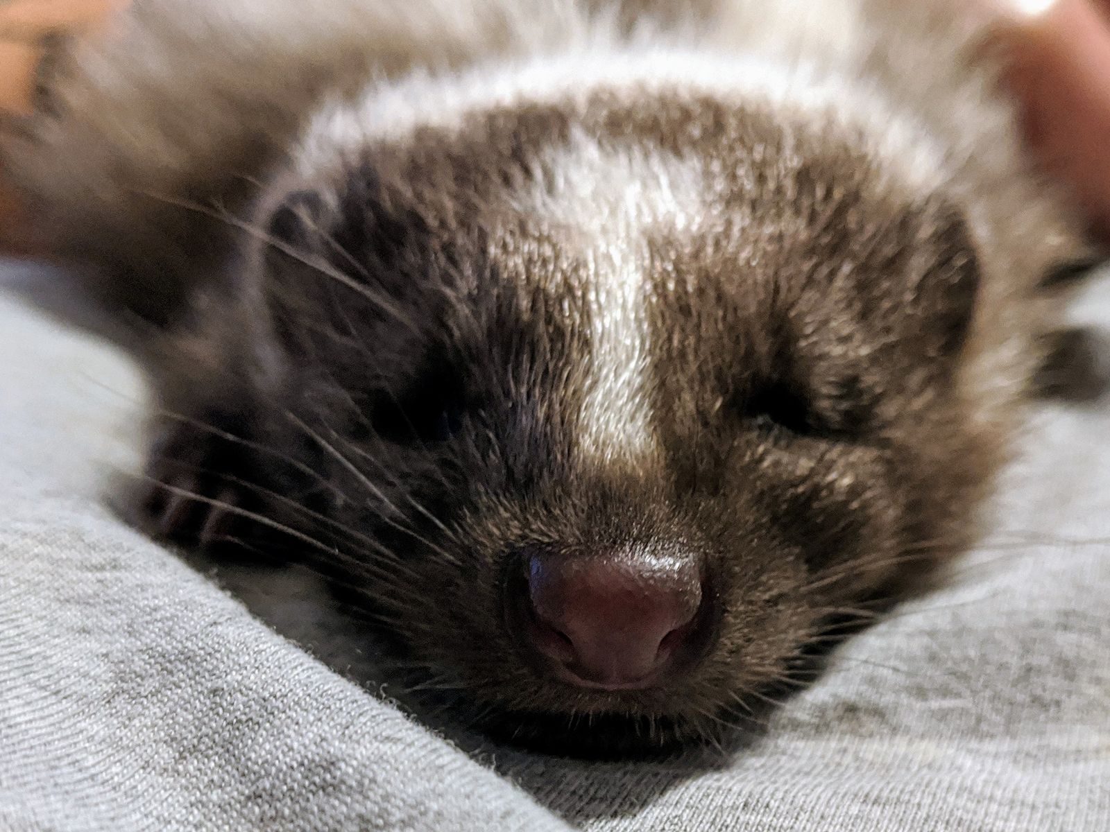 Indiana Skunk Rescue - Is A Pet Skunk For You?