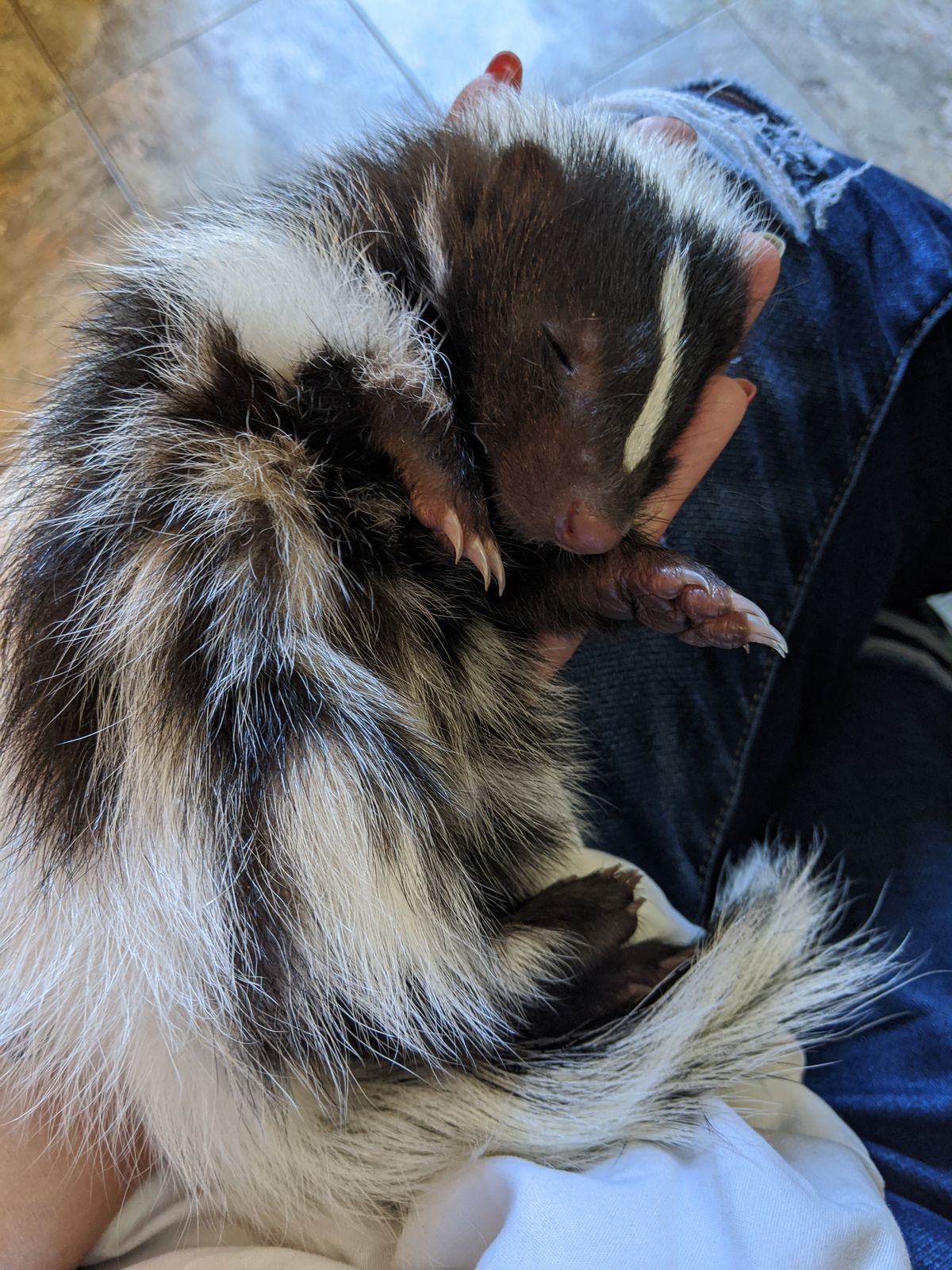 Indiana Skunk Rescue - Is A Pet Skunk For You?