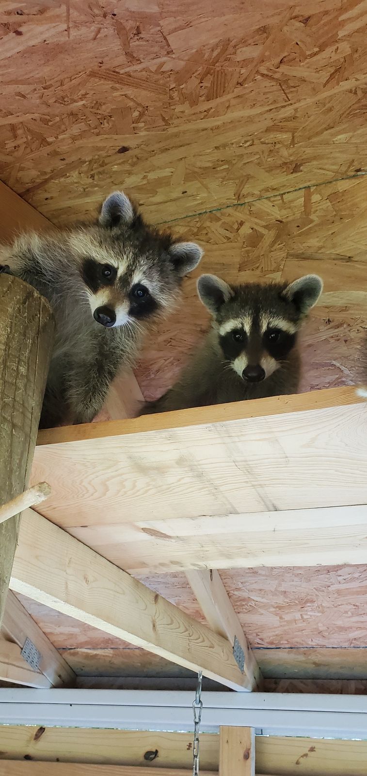 Indiana Skunk Rescue - Wild Skunks