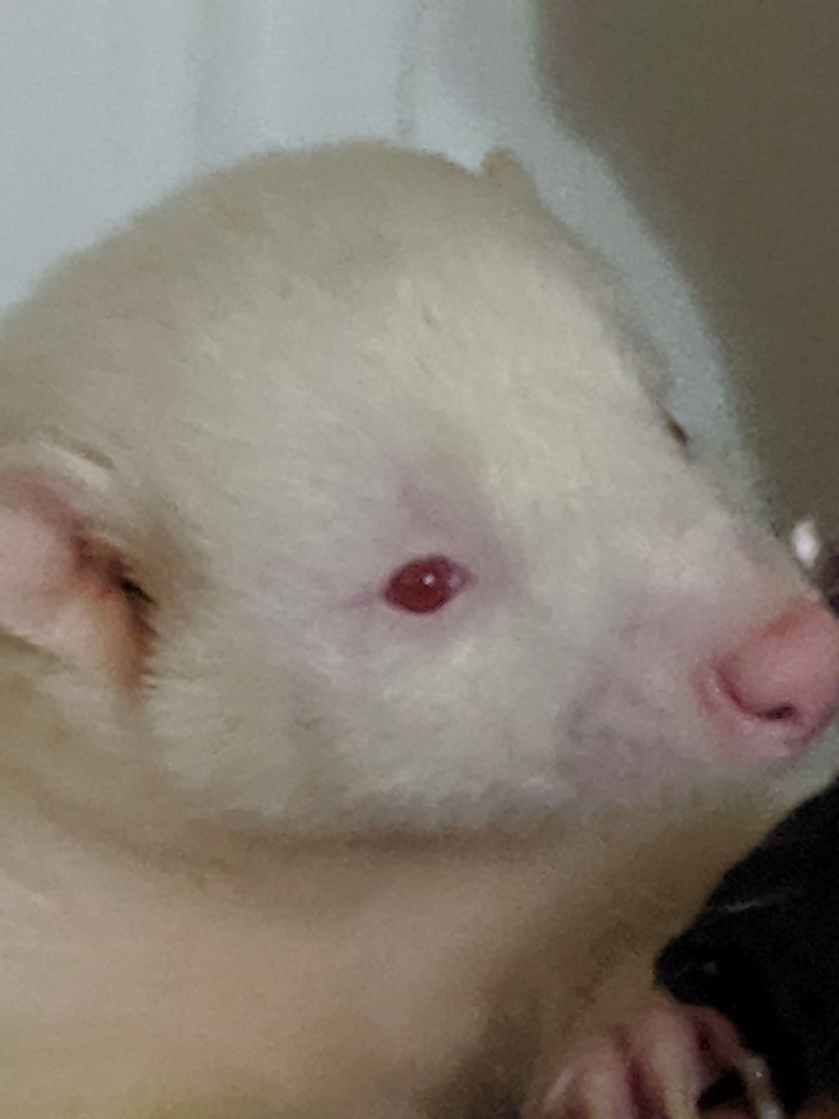 Indiana Skunk Rescue - Is A Pet Skunk For You?