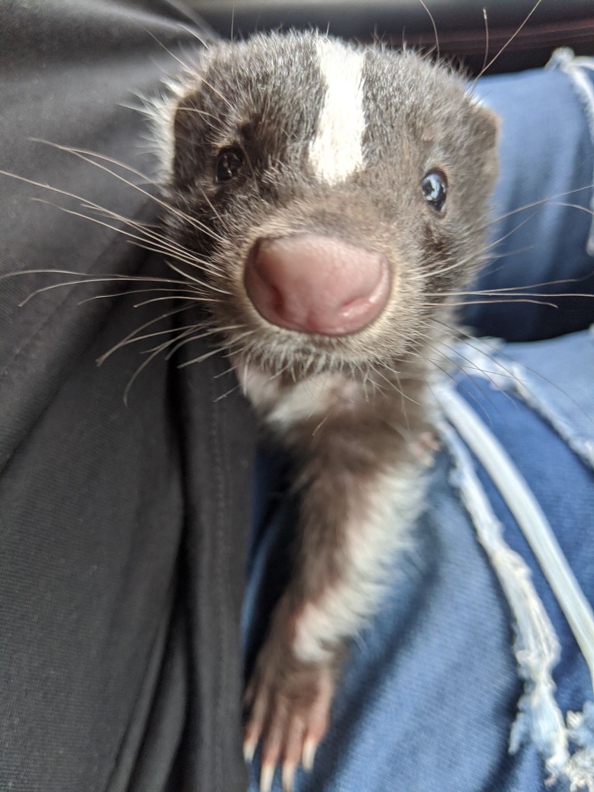 Indiana Skunk Rescue - Is A Pet Skunk For You?