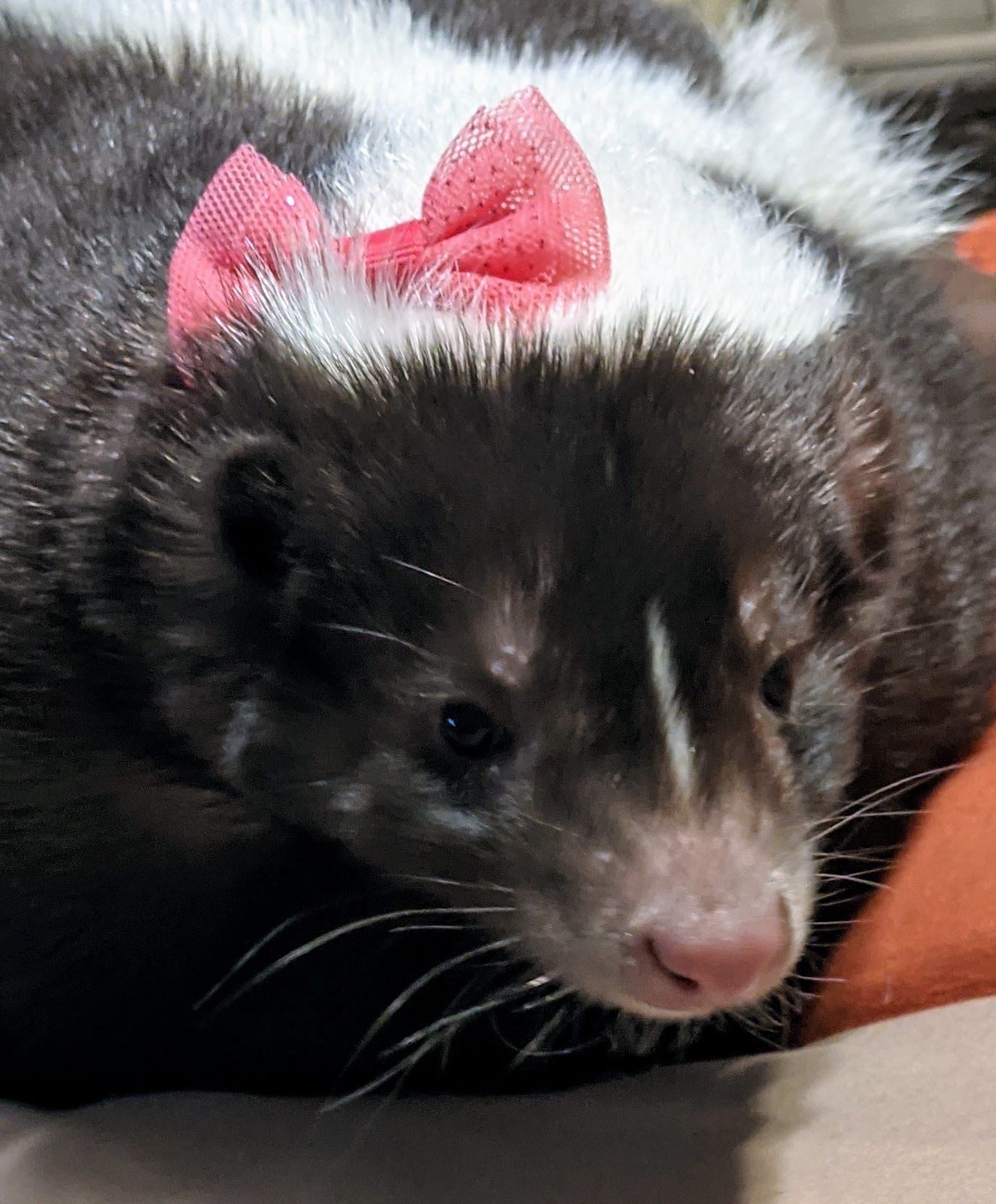 Indiana Skunk Rescue - Is A Pet Skunk For You?