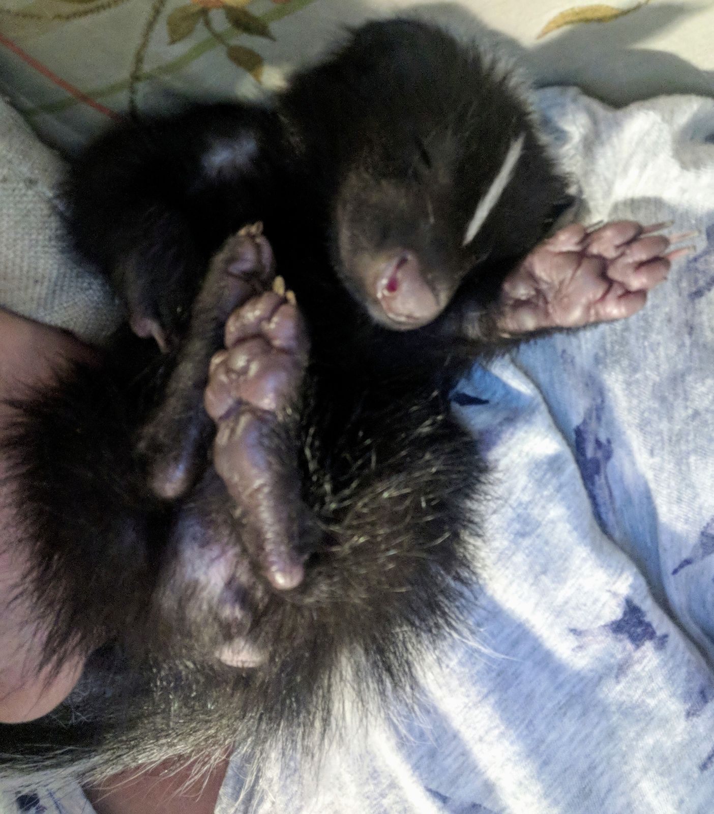 Indiana Skunk Rescue - New Skunk Owner Information