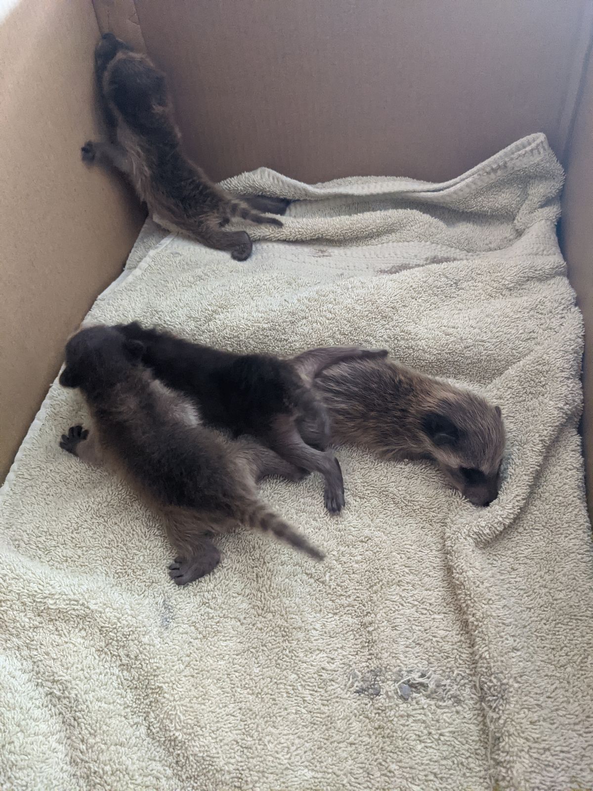 Indiana Skunk Rescue - Wild Skunks