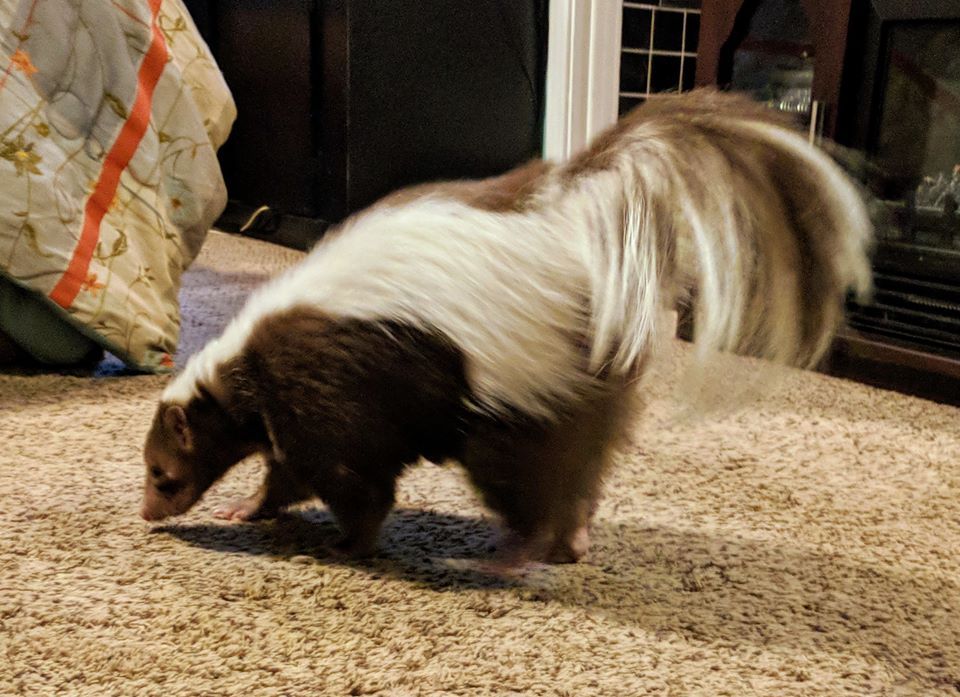 Indiana Skunk Rescue - Our Skunk Photos
