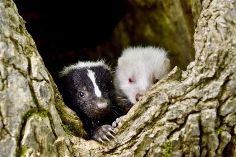 Indiana Skunk Rescue - New Skunk Owner Information