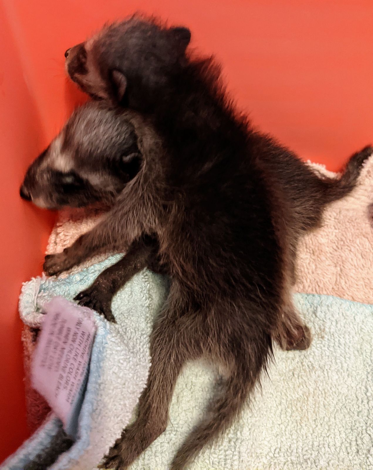 Indiana Skunk Rescue - Wild Skunks