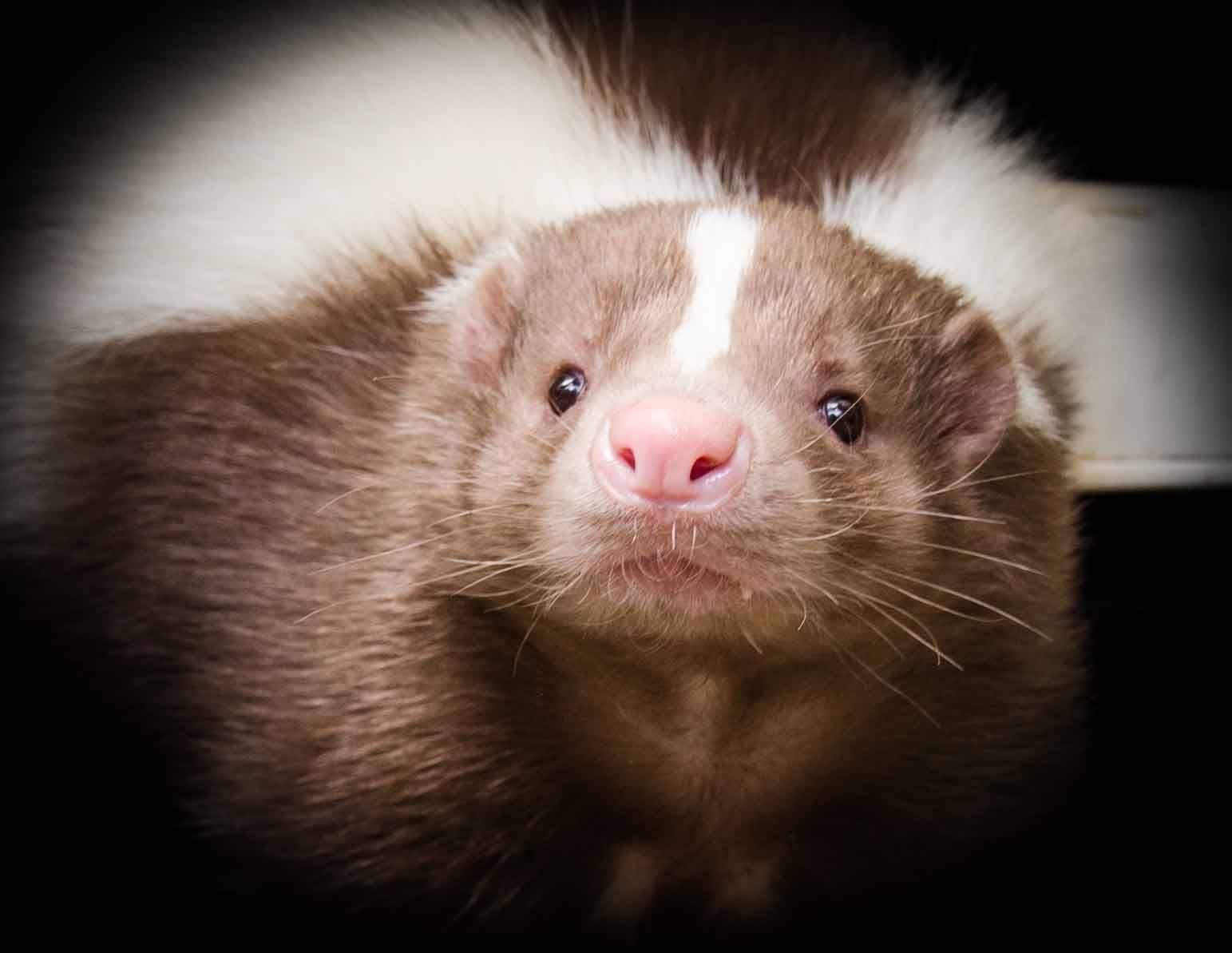 Indiana Skunk Rescue - Is A Pet Skunk For You?