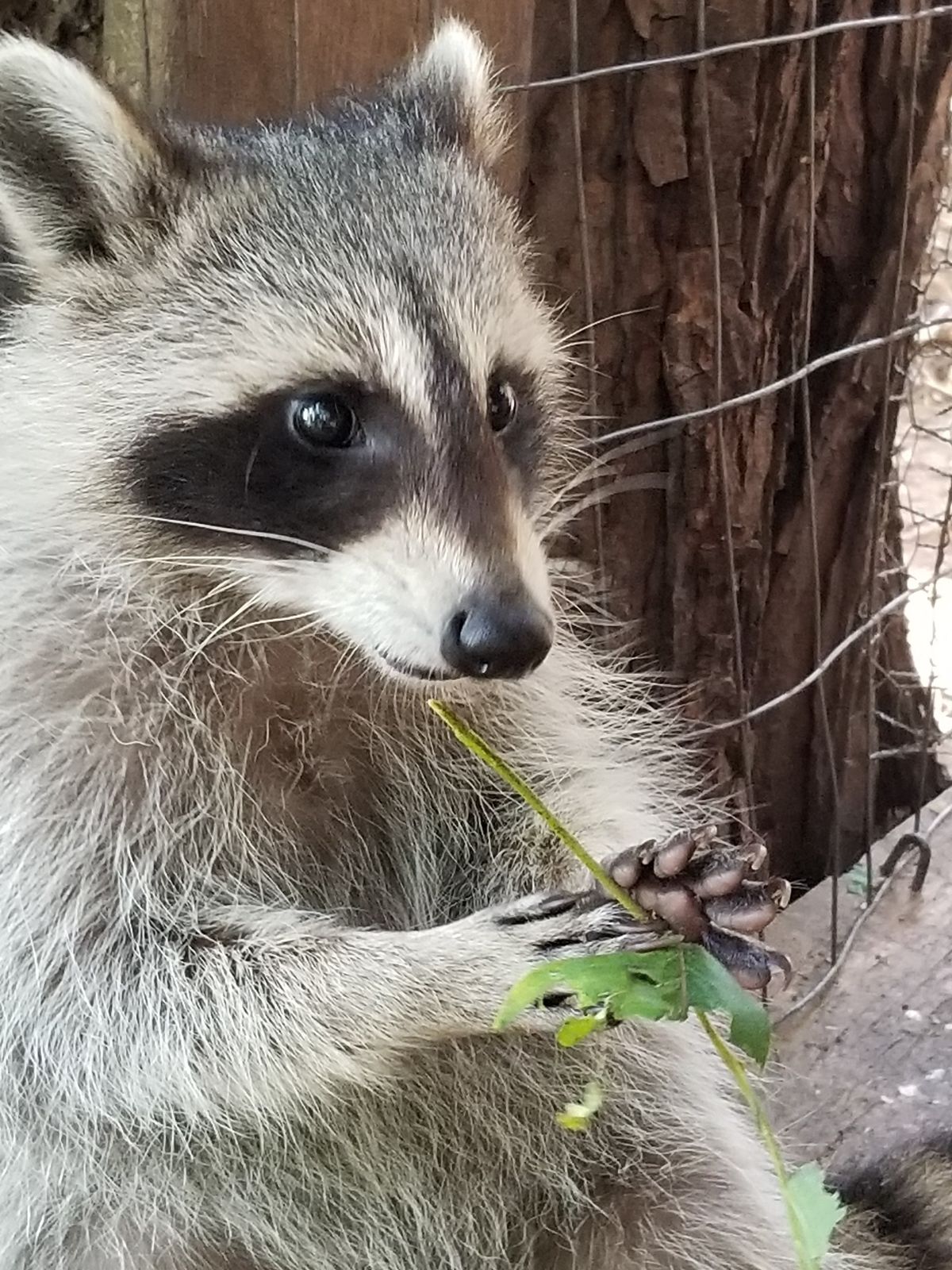 Indiana Skunk Rescue - Wild Skunks