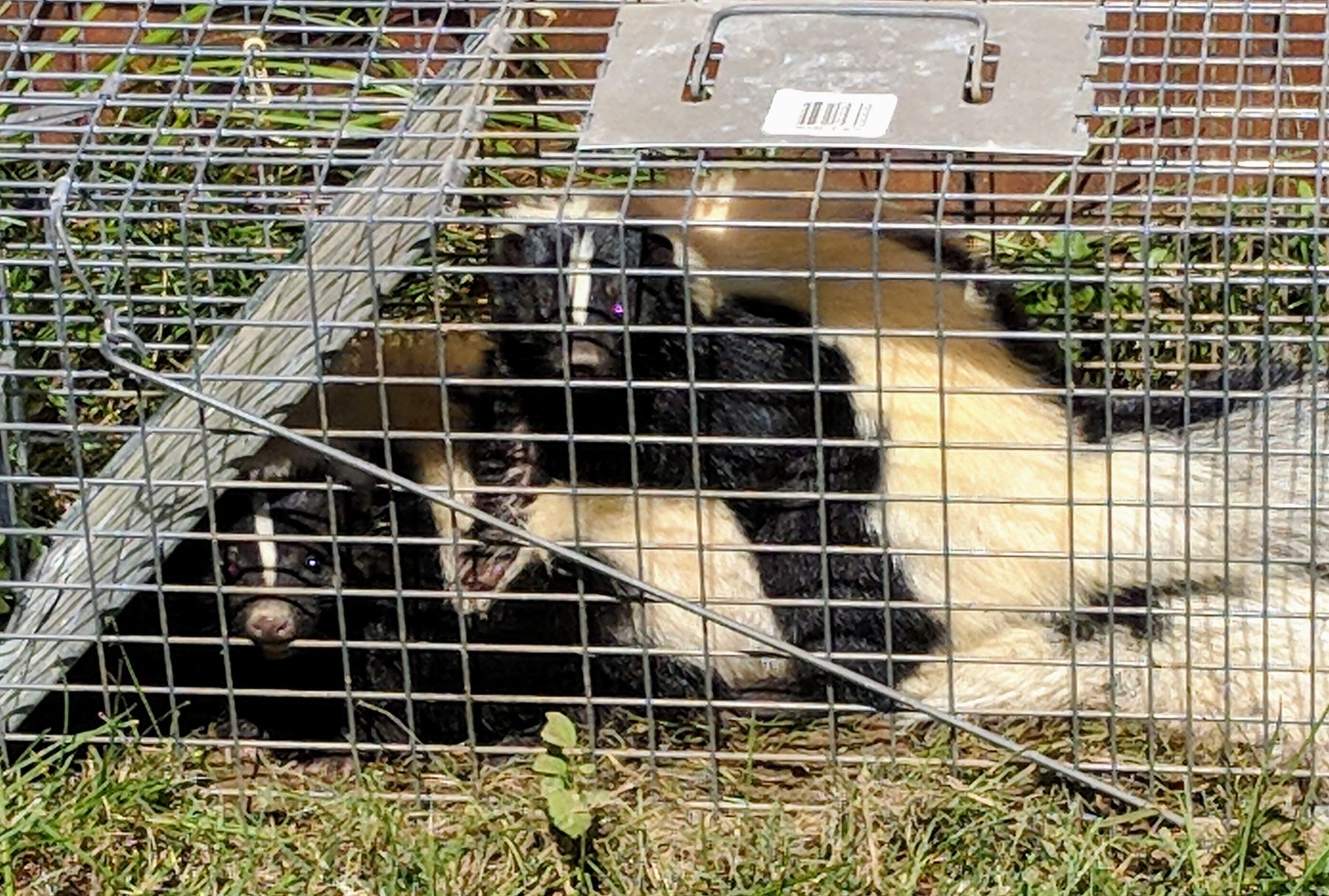 Indiana Skunk Rescue - Wild Skunks