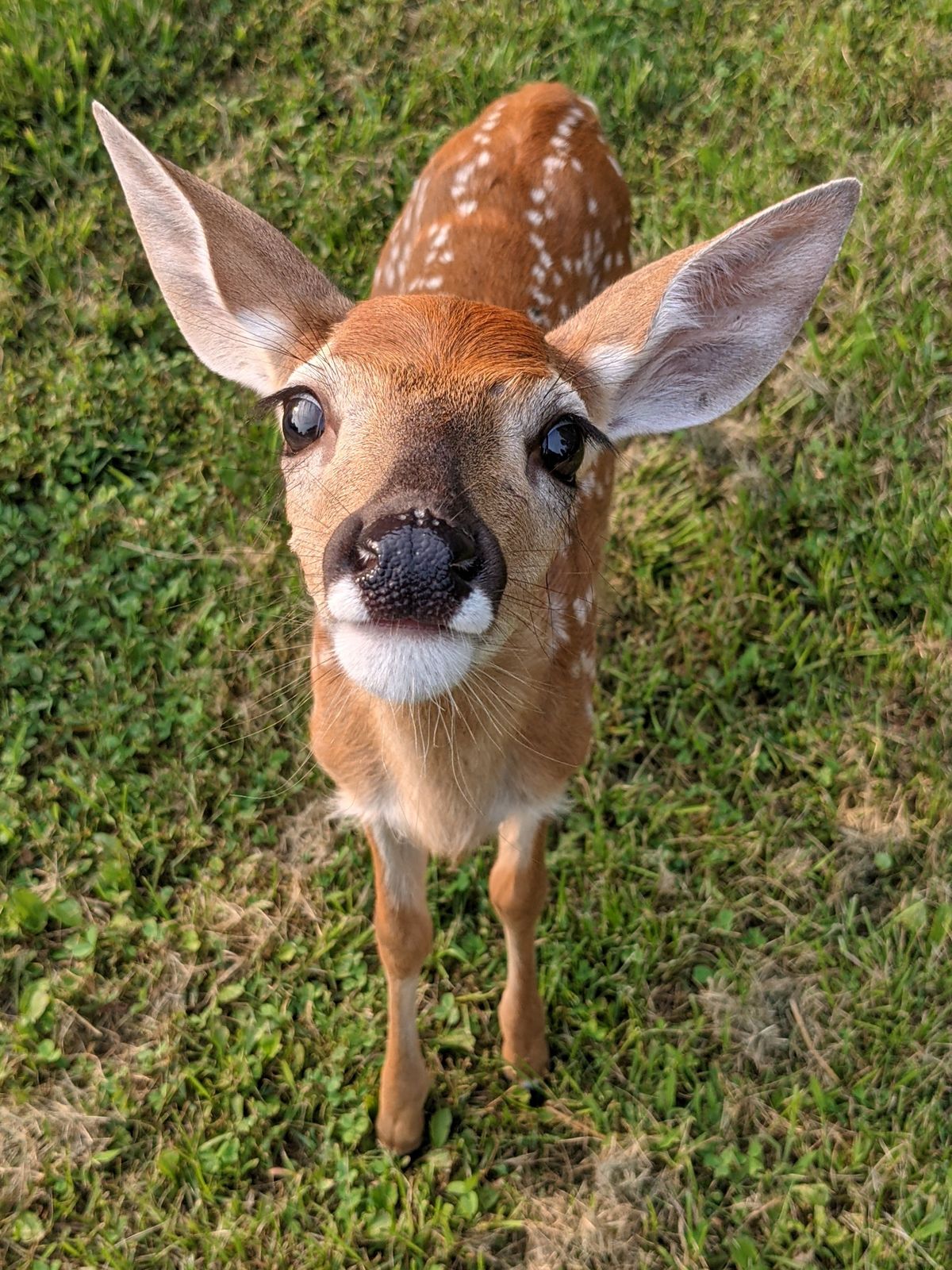 Indiana Skunk Rescue - Wild Skunks