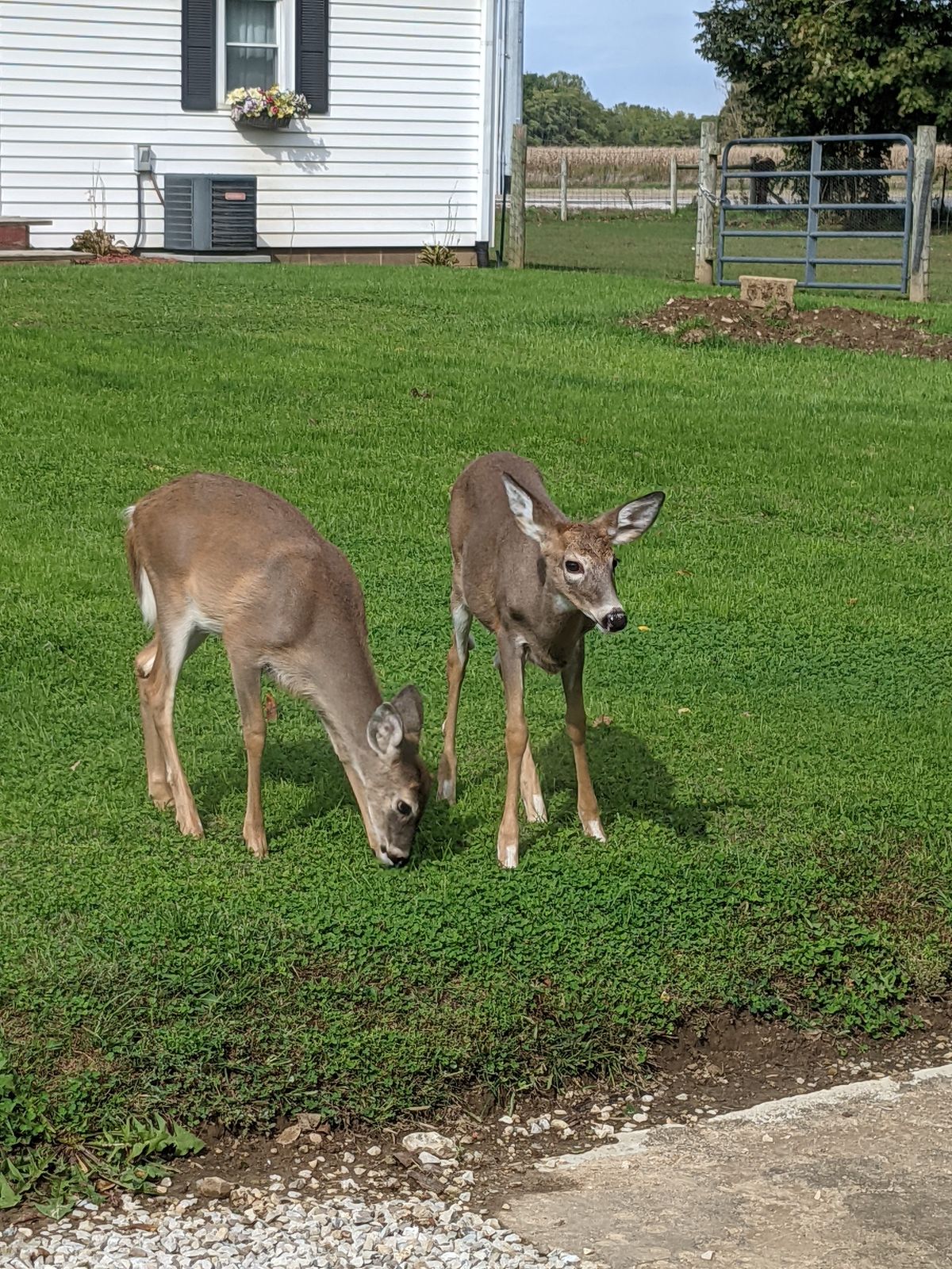 Indiana Skunk Rescue - Wild Skunks