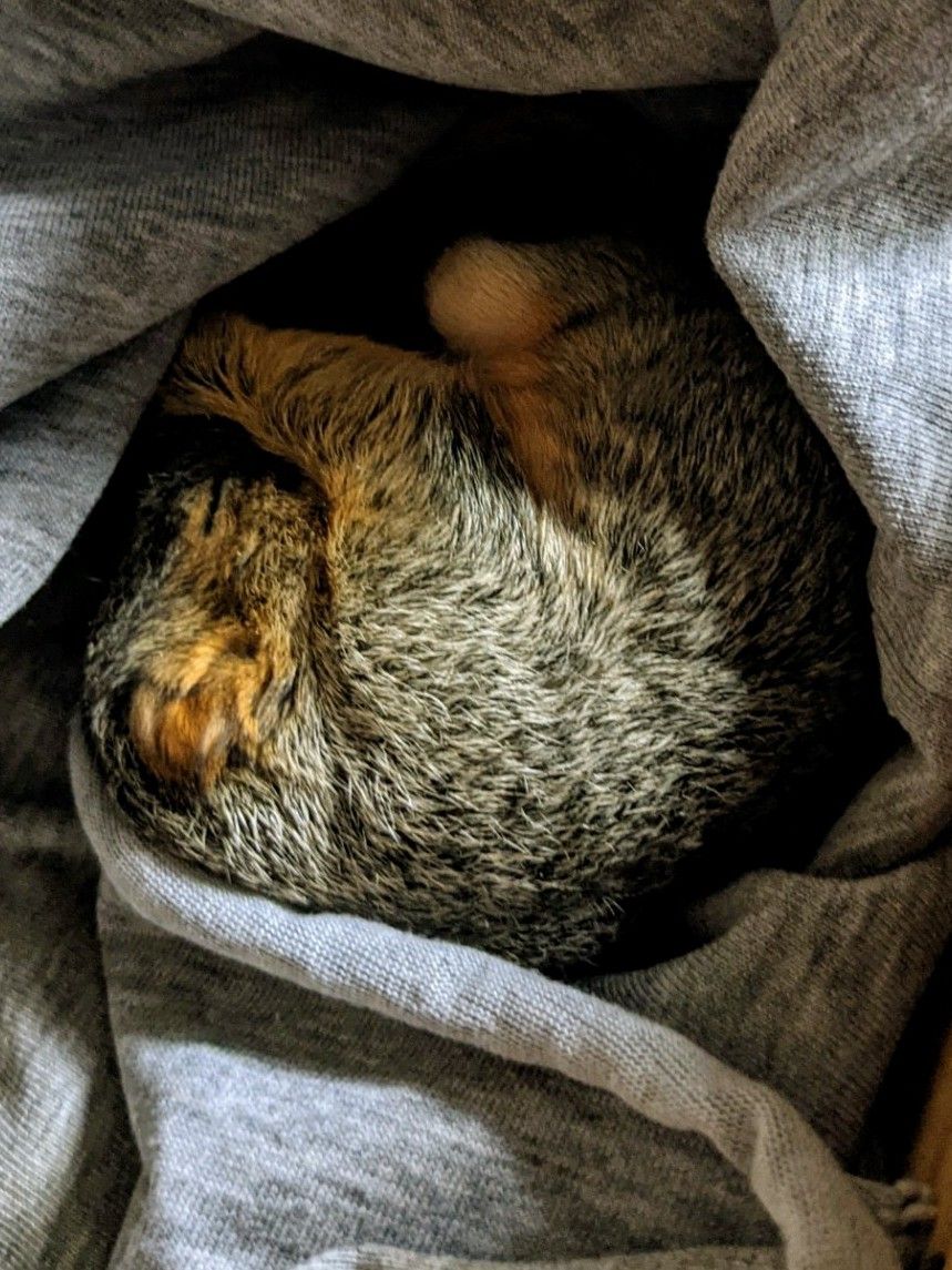 Indiana Skunk Rescue - Wild Skunks